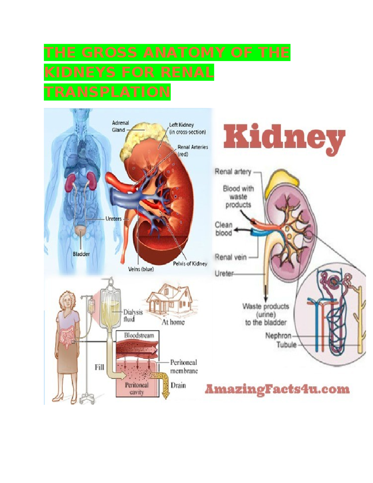 Gross anatomy of kidneys - THE GROSS ANATOMY OF THE KIDNEYS FOR RENAL ...
