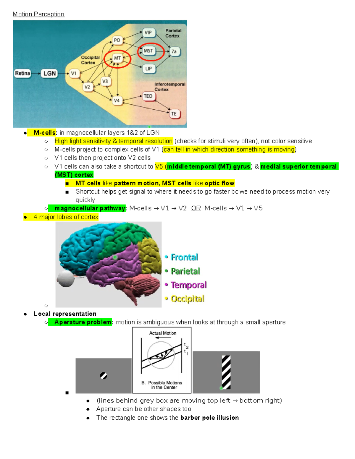 Motion Perception in Magnocellular Layers of LGN - Studocu