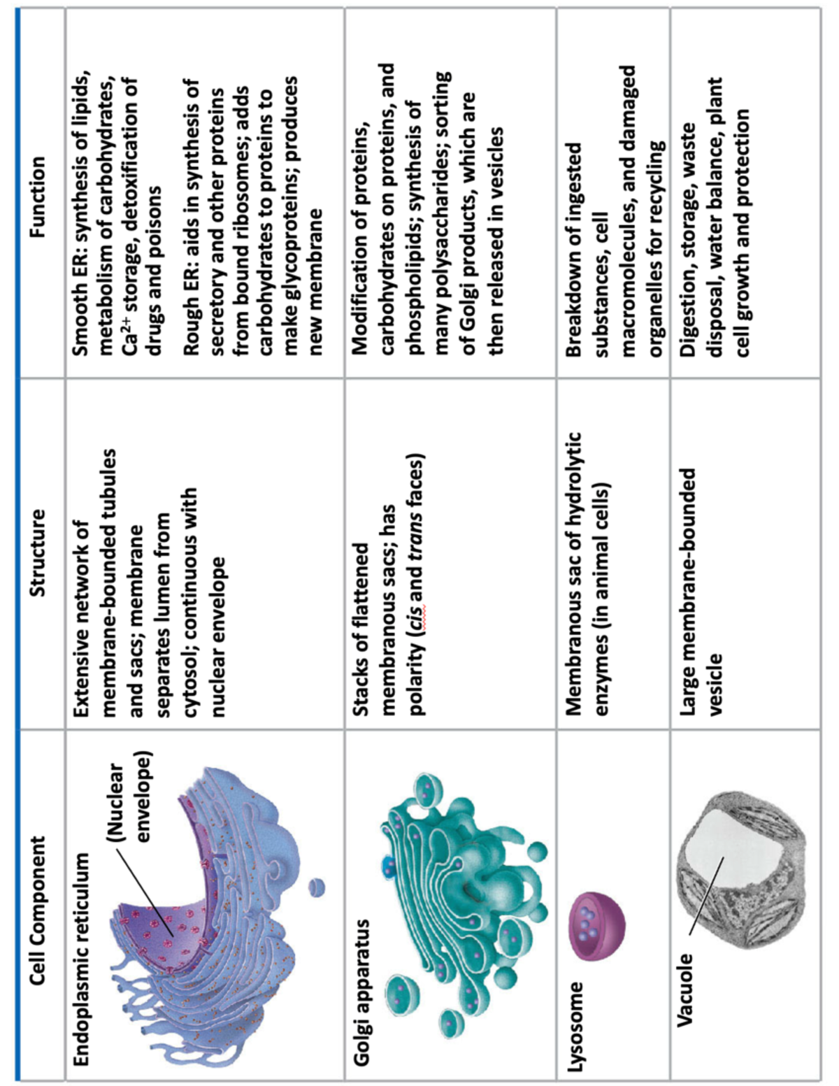 Organelle 2-pdf - Cell Component Structure Function Endoplasmic ...