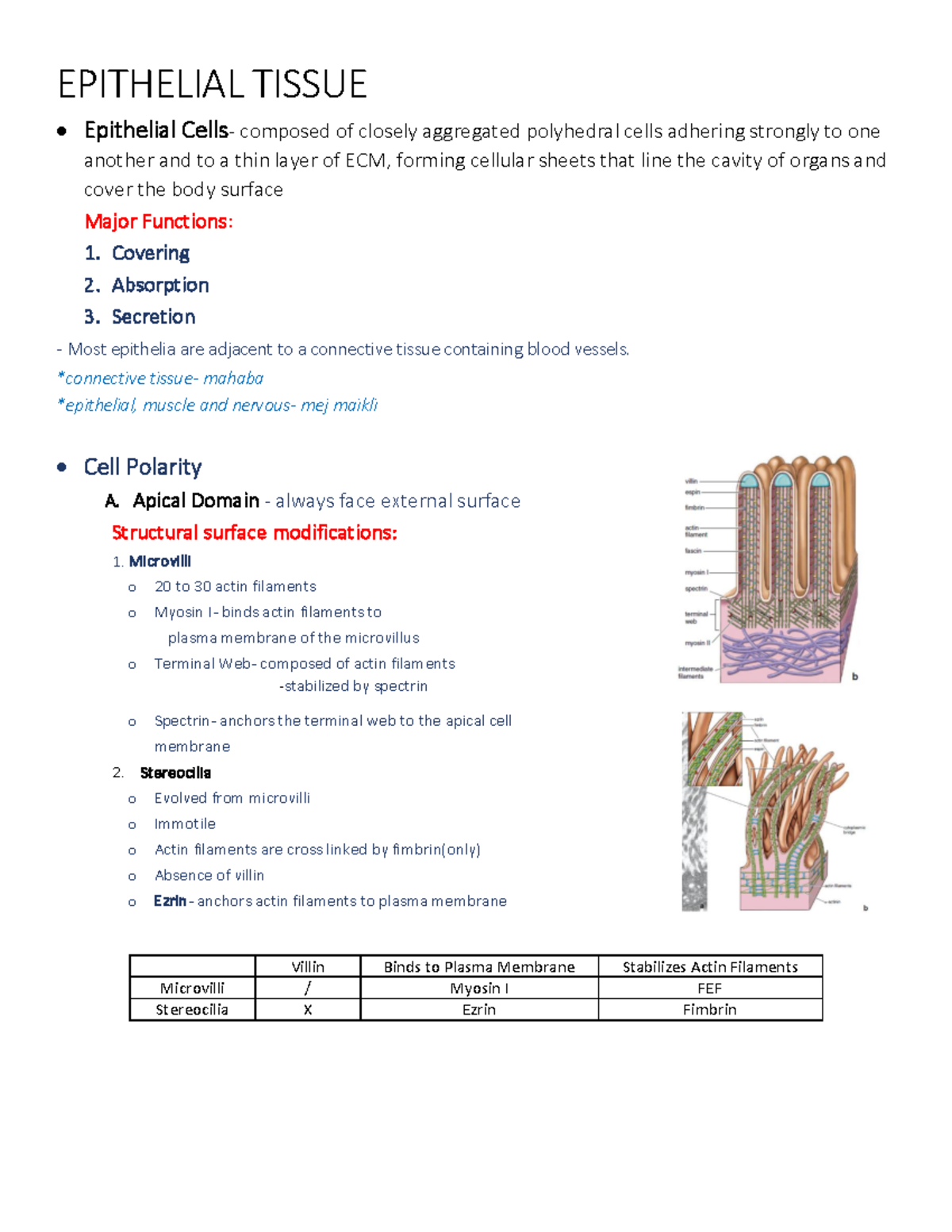 Histolec Epithelial Tissue - Warning: TT: undefined function: 32 Warning: TT: undefined function ...