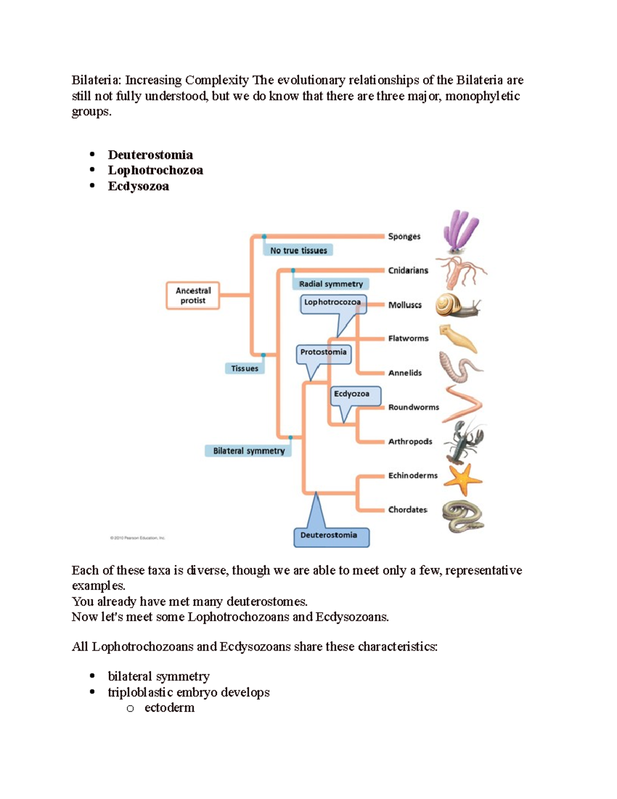 Lecture 16 - Bilateria: Increasing Complexity The evolutionary ...