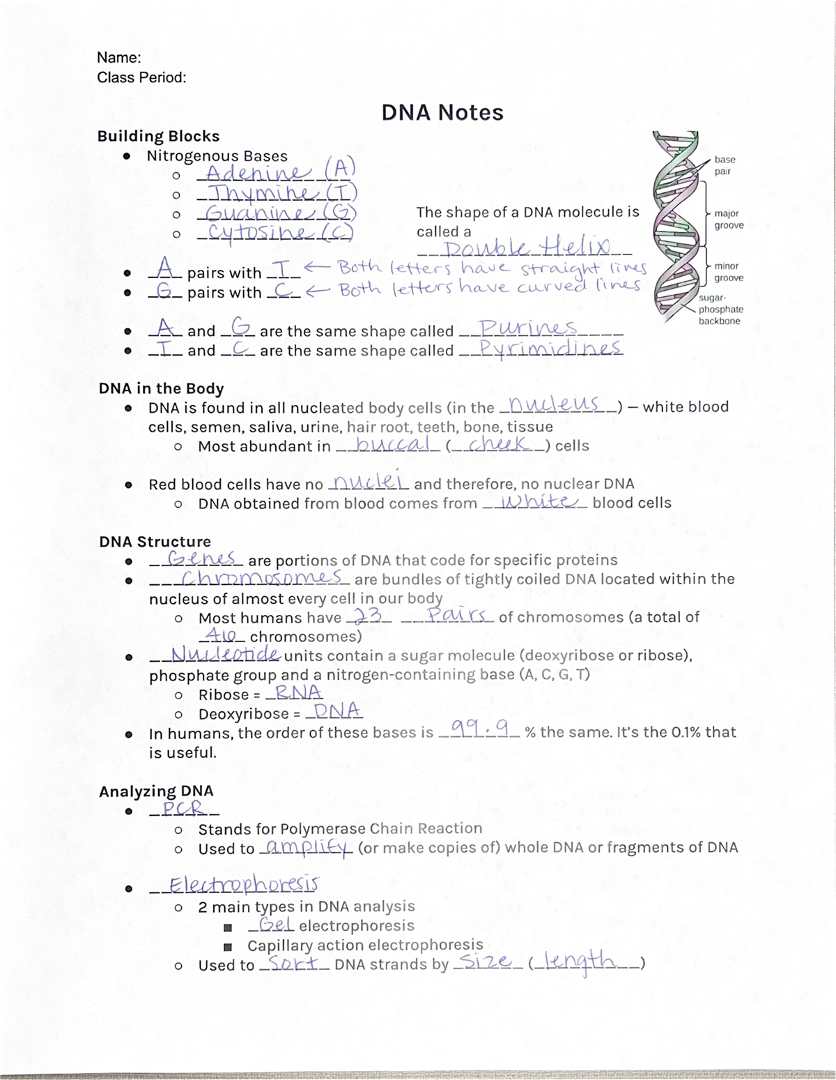 DNA Notes KEY - Studocu