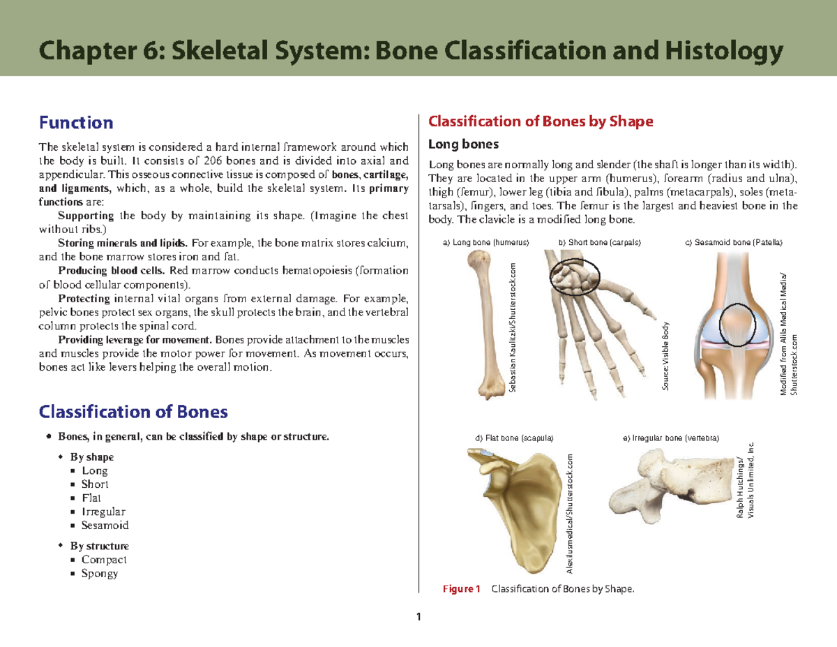 Ch06 - Text - Chapter 6: Skeletal System: Bone Classification and Histology Function The ...
