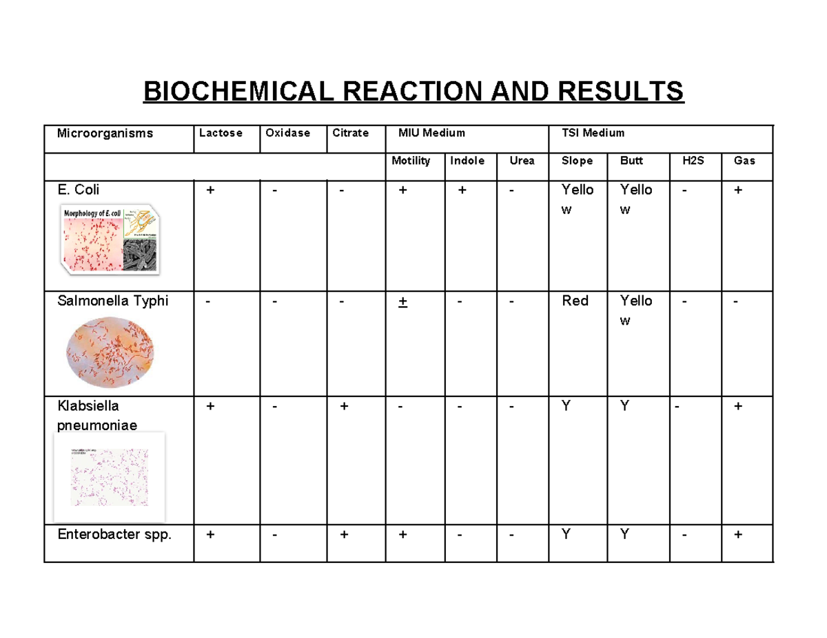 Bacte LABORATORY - BIOCHEMICAL REACTION AND RESULTS Microorganisms ...