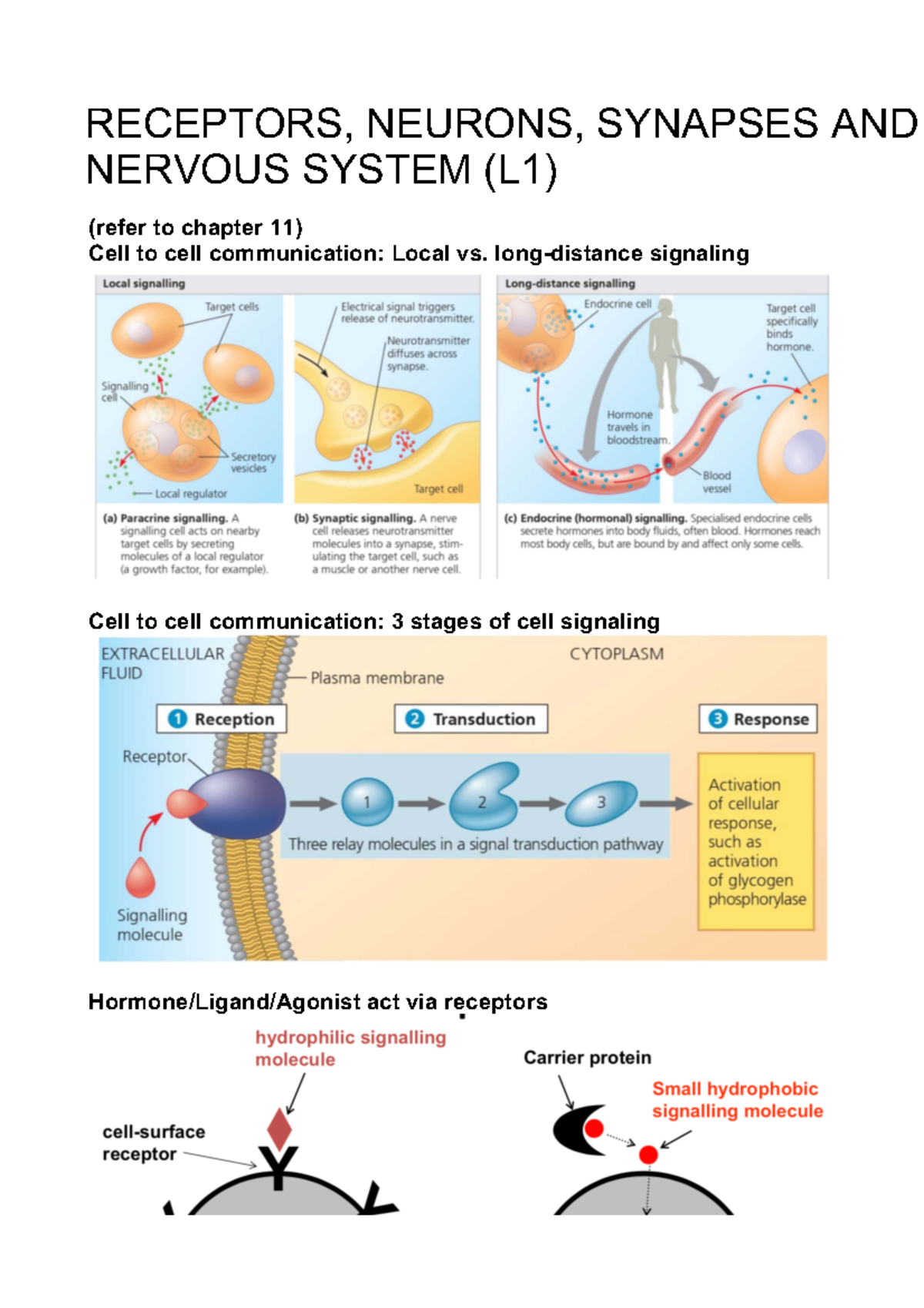 Receptors, Neurons, Synapses AND Nervous System (L1) - (refer to chapter 11) Cell to cell - Studocu