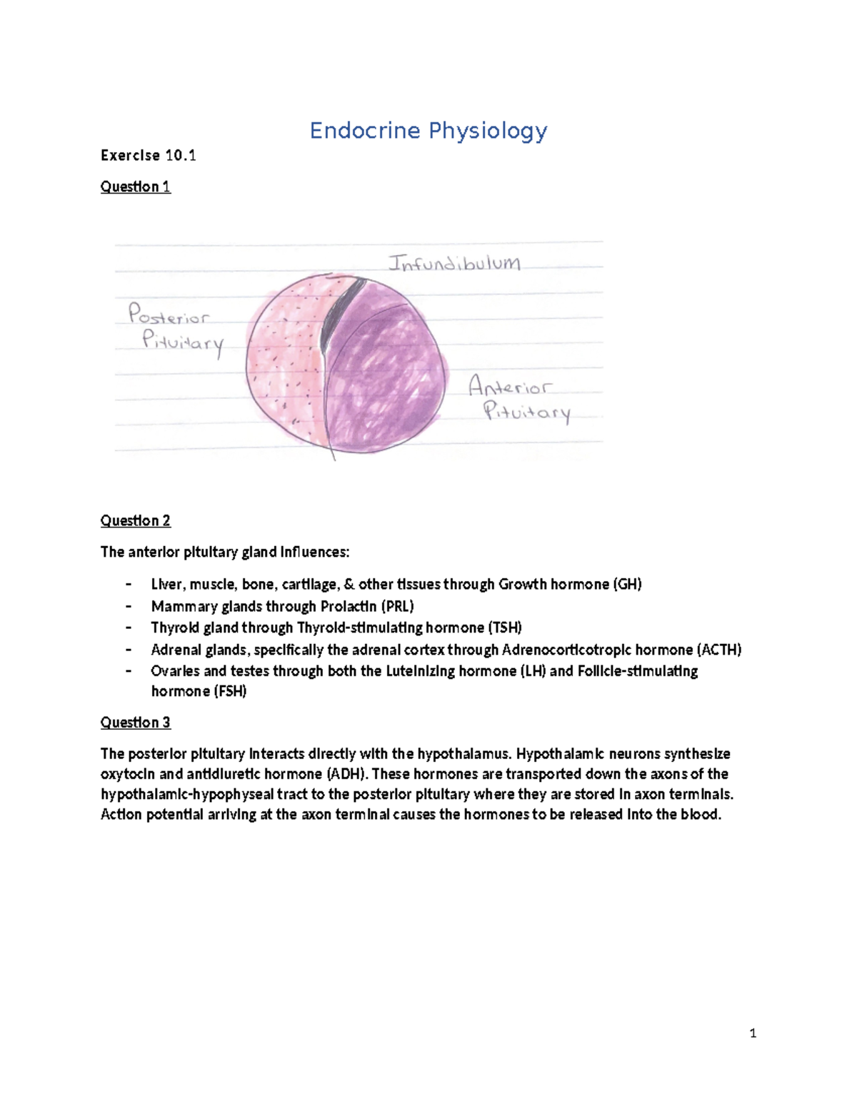 Endocrine Lab Report - Endocrine Physiology Exercise 10. Question 1 ...