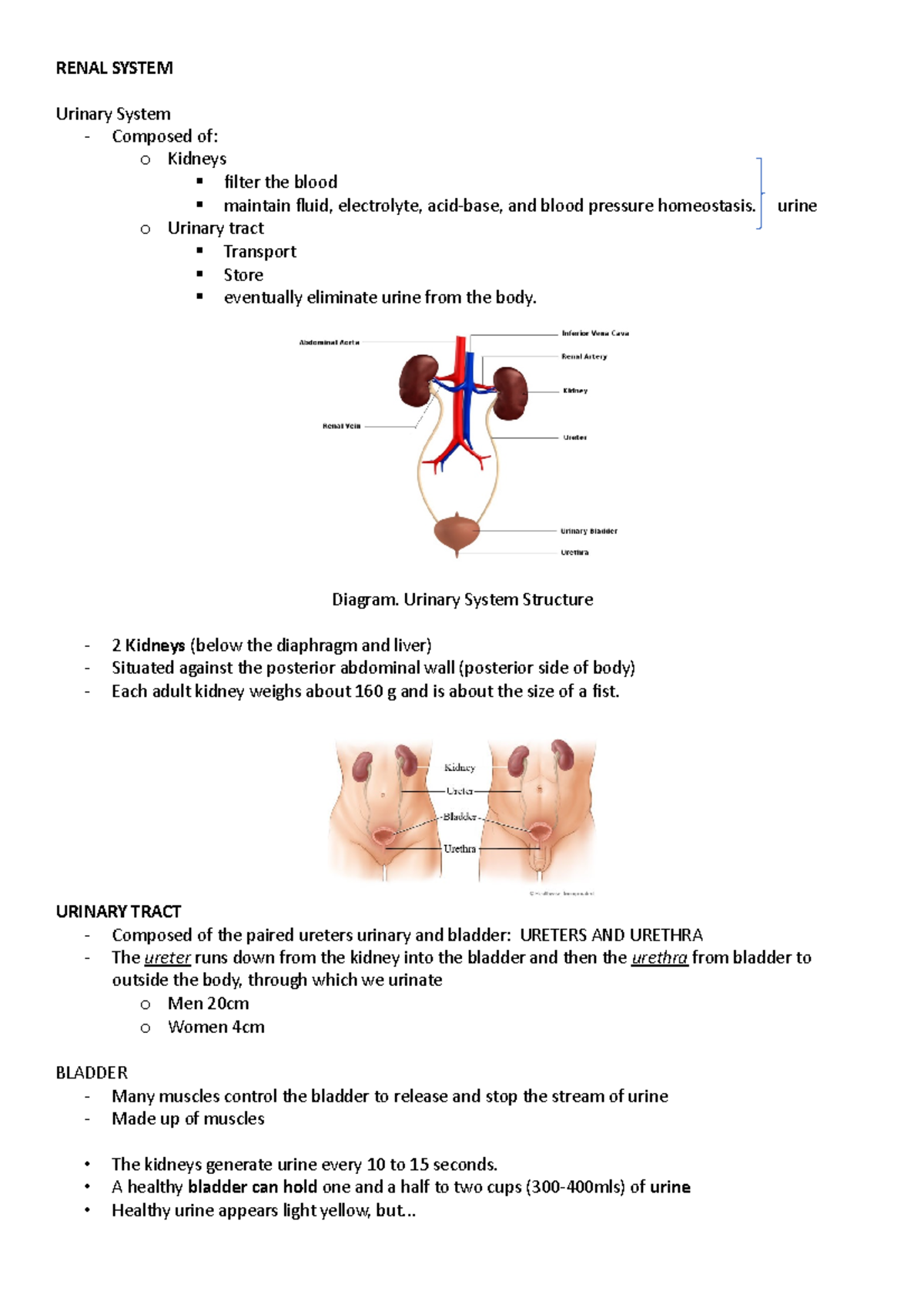 Notes on Renal System - RENAL SYSTEM Urinary System - Composed of: o ...