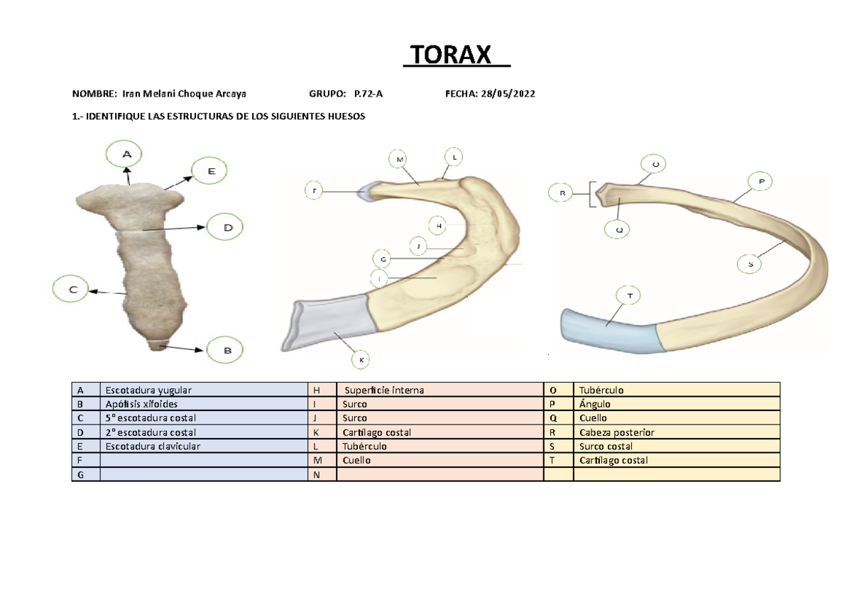 Actividad - Torax (2) - Resumen - TORAX NOMBRE: Iran Melani Choque ...