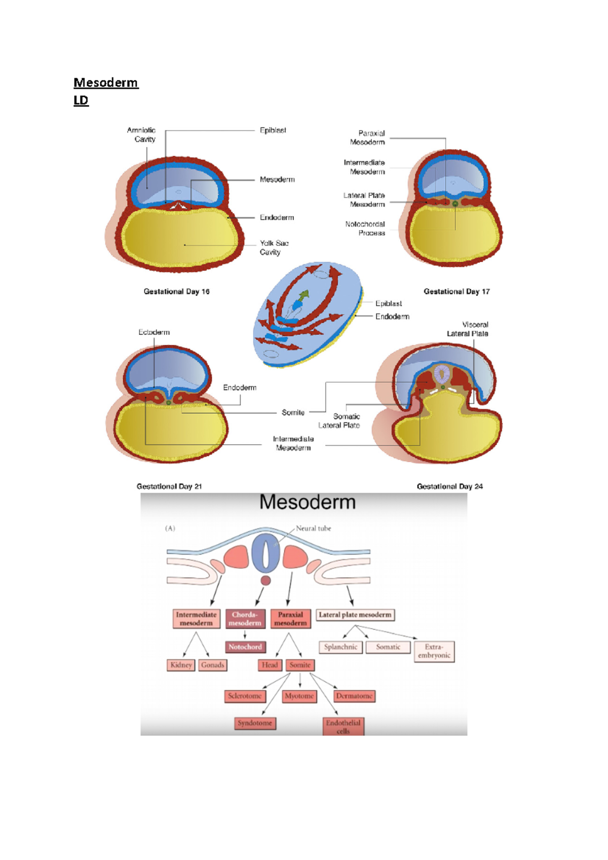 Formation and Development of Vertebrate Mesoderm - Studocu