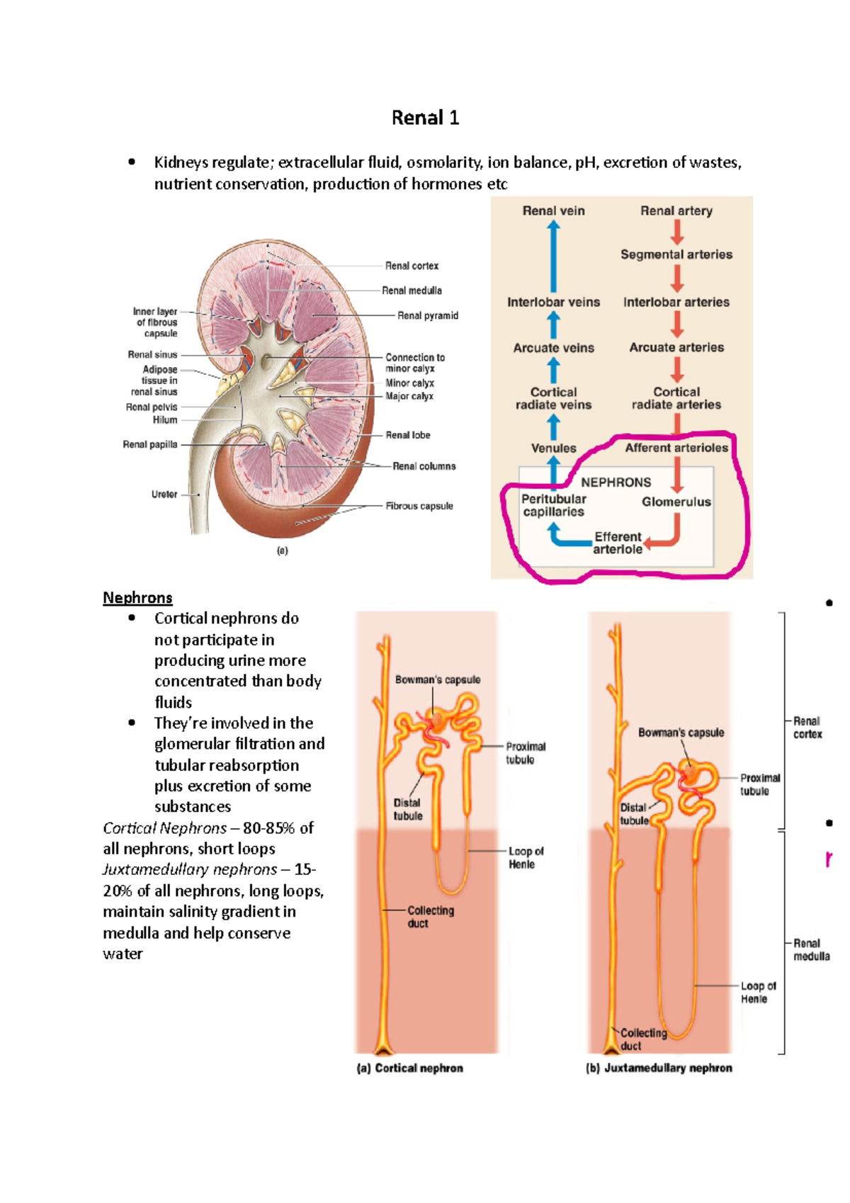 Renal One Lecture Notes for 2018/2019 - Renal 1 Kidneys regulate ...
