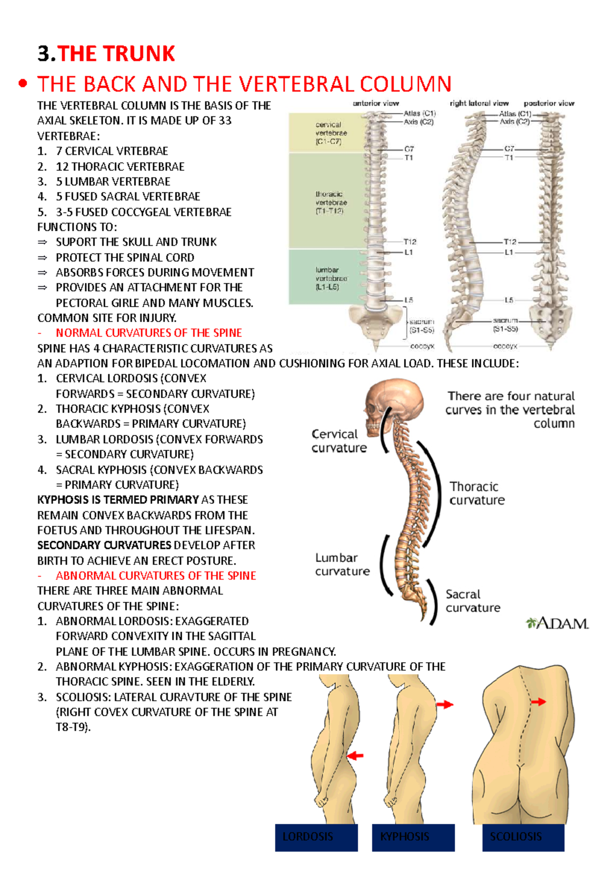 THE Trunk (FE) - 3 TRUNK THE BACK AND THE VERTEBRAL COLUMN THE ...
