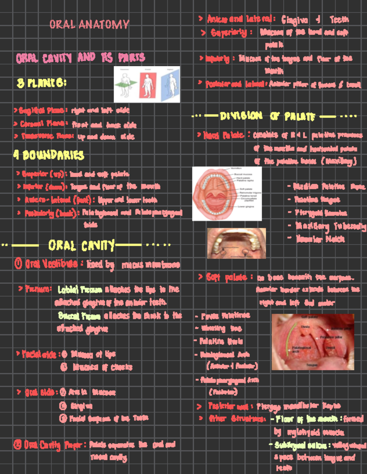 Oral-anatomy-notes - notes for oral anatomy - prelims - ####### ORAL ...