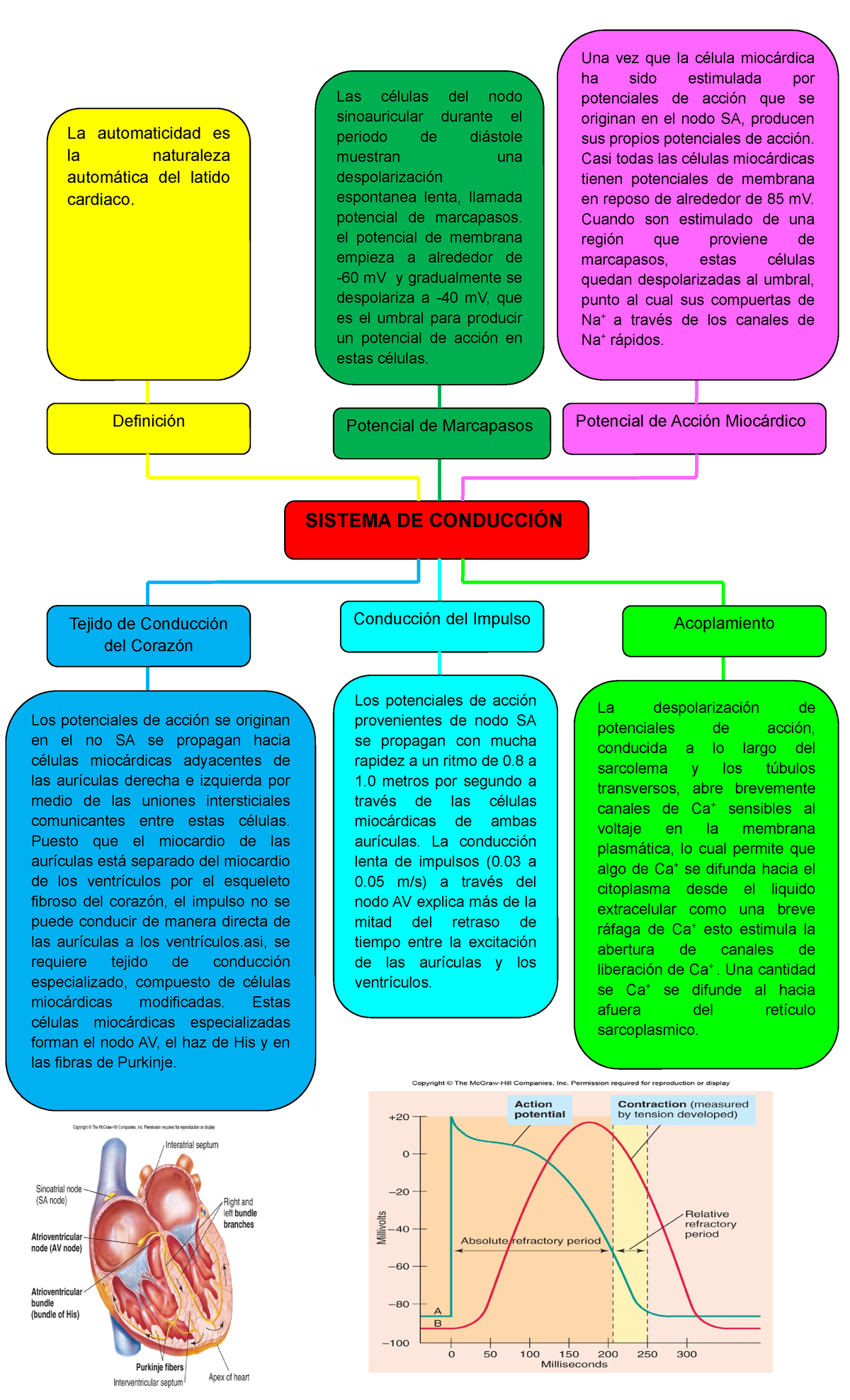 Sistema-de-Conduccion - La automaticidad es la naturaleza del latido ...