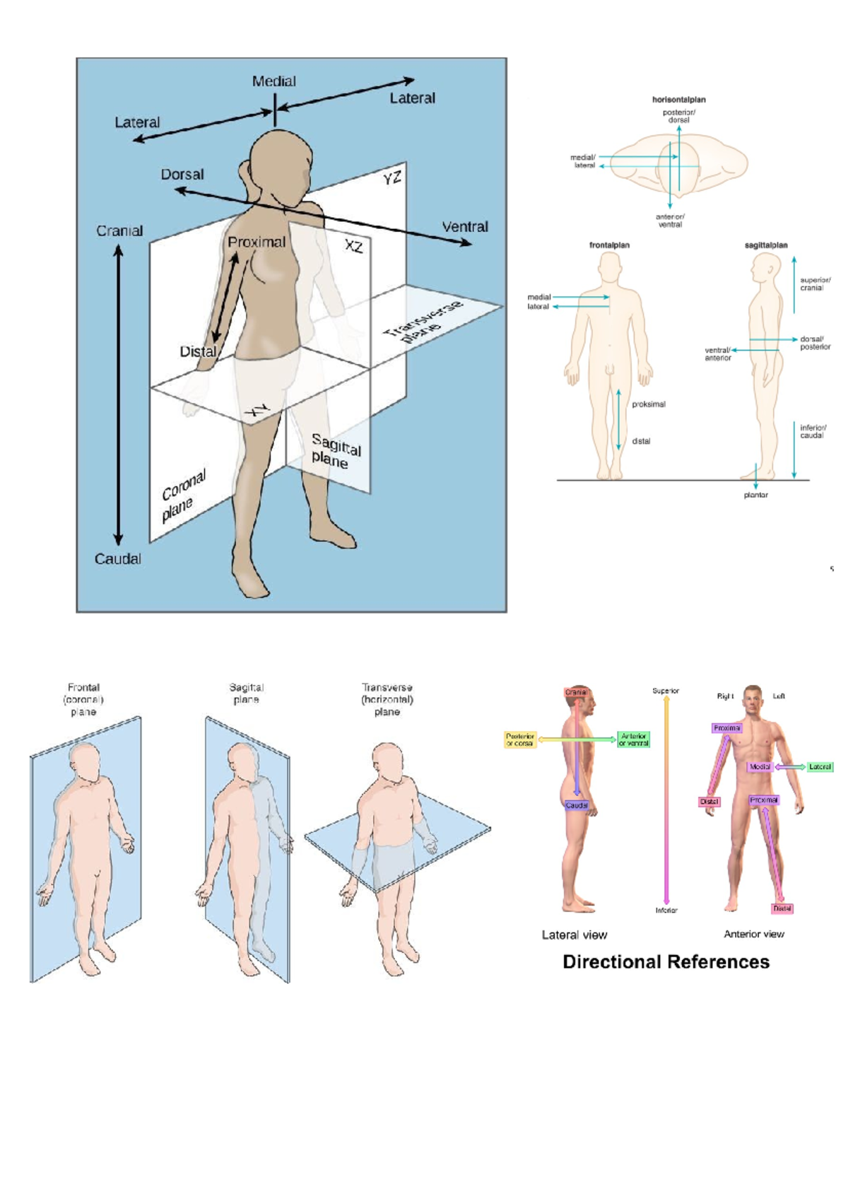 Anatomi figurer - Anatomi og fysiologi - Studocu