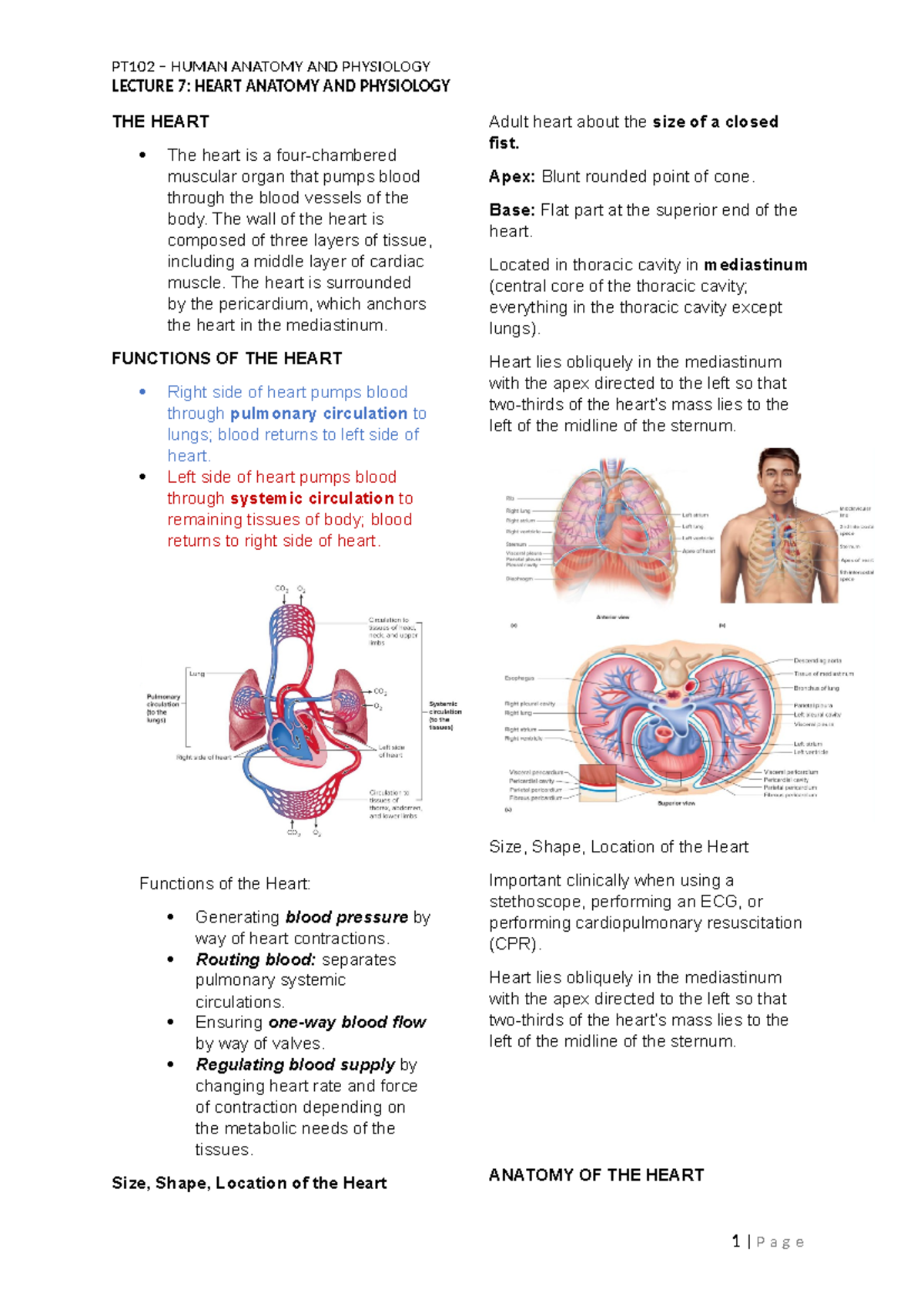 Heart Anatomy and Physiology - LECTURE 7: HEART ANATOMY AND PHYSIOLOGY ...
