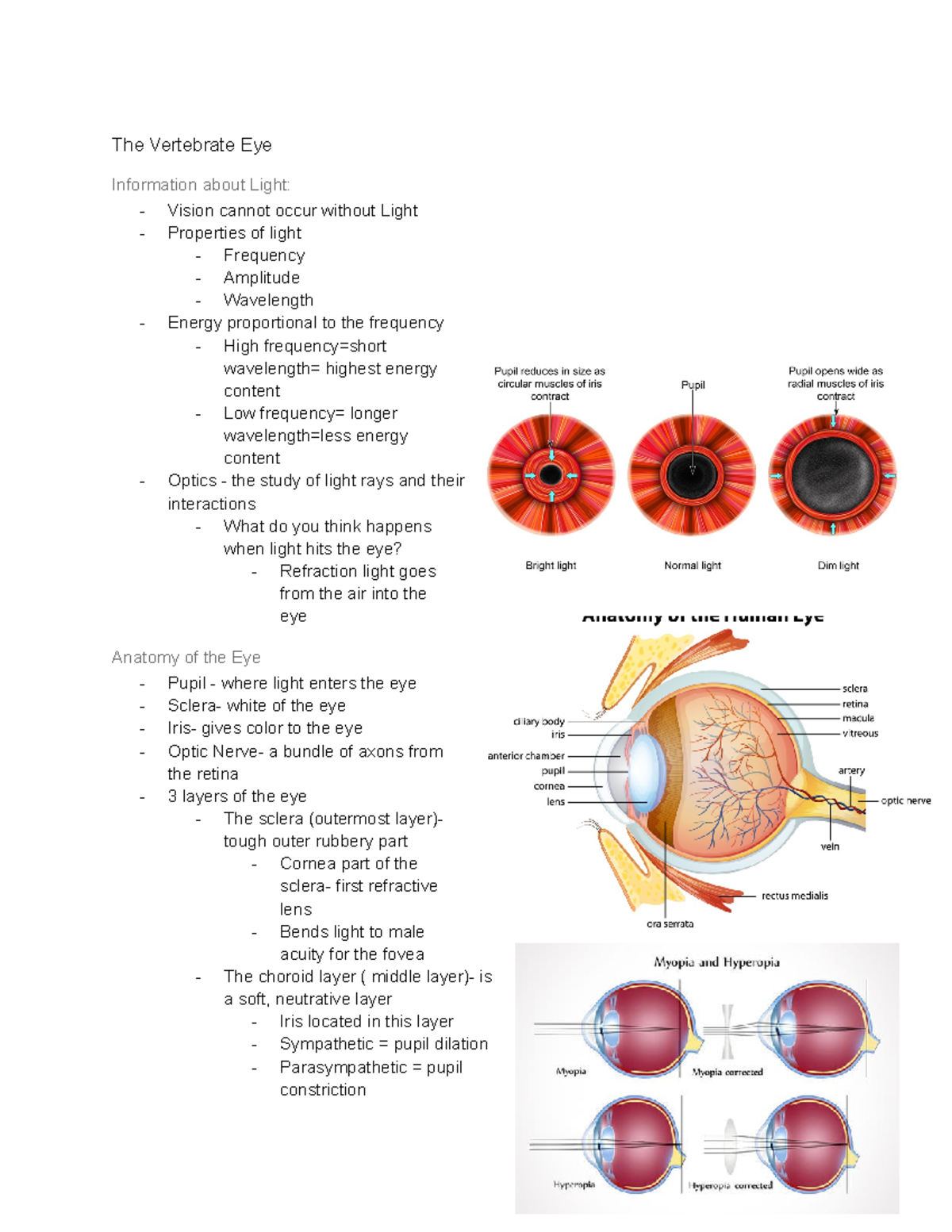 BIO 302 Lecture 13 9 26 2022 - The Vertebrate Eye Information about ...