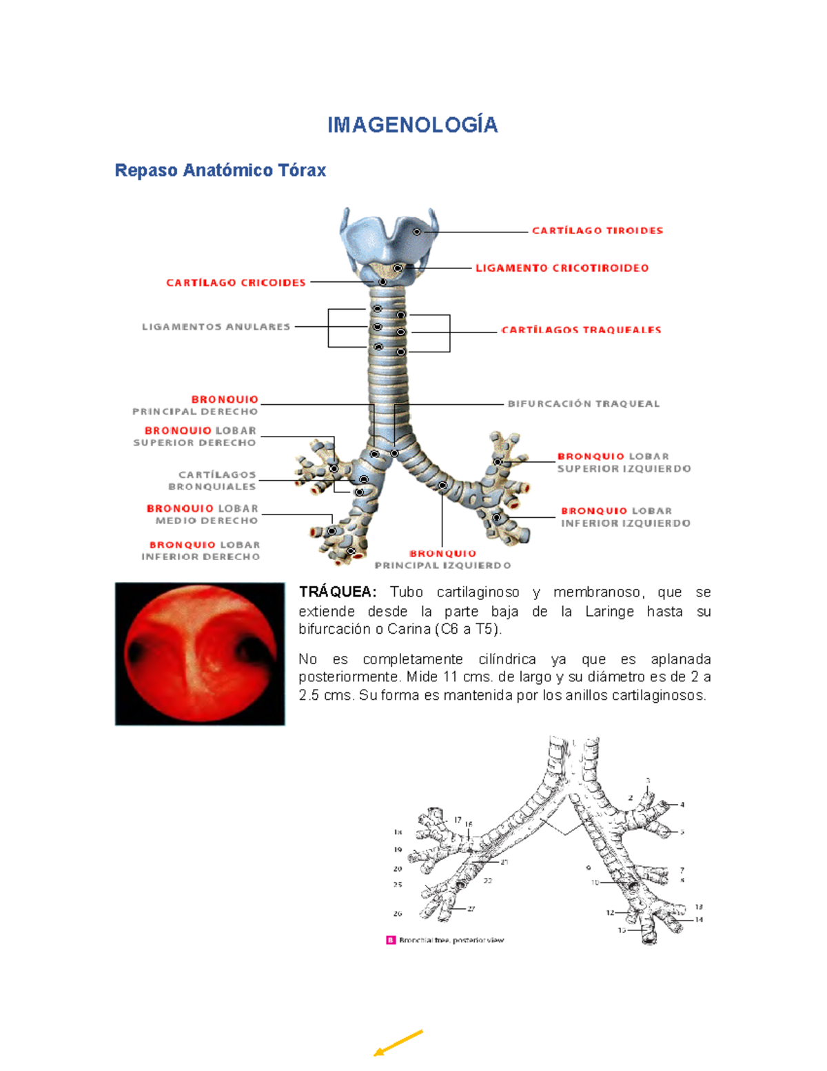 Imagenologia Rx y TAC - IMAGENOLOGÍA Repaso Anatómico Tórax TRÁQUEA ...