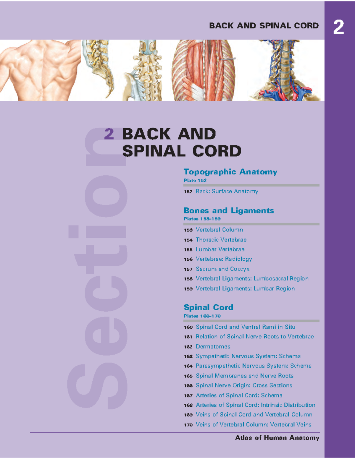 Atlas of Back and Spinal Cord - BS in Nursing - Studocu