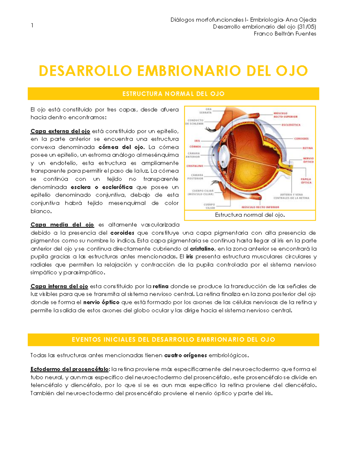 Desarrollo embrionario del ojo - La córnea posee un epitelio, un ...