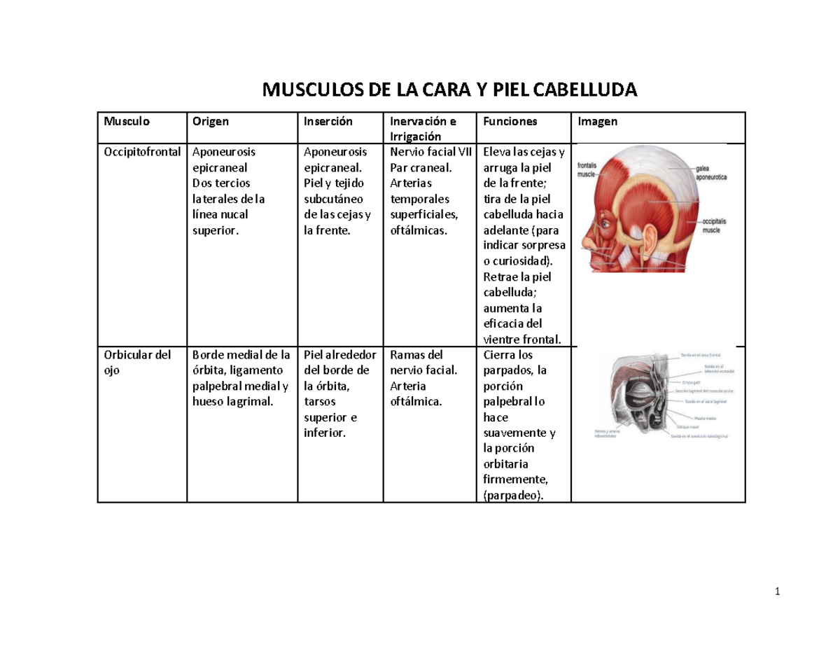 Musculos Anatomia - MUSCULOS DE LA CARA Y PIEL CABELLUDA Musculo Origen ...