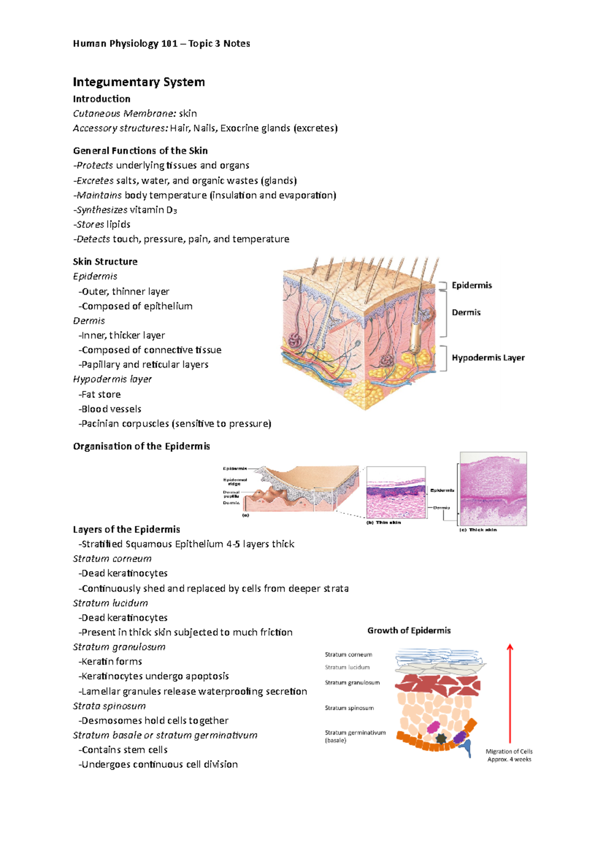 Topic 3 Notes - Integumentary System Introduction Cutaneous Membrane ...