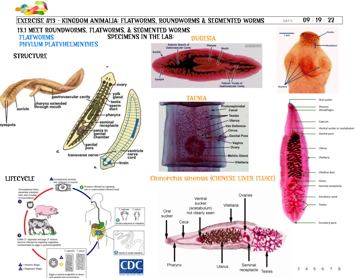 Exercise #13 - Flat, Round, and Segmented Worms - 13 MEET ROUNDWORMS ...