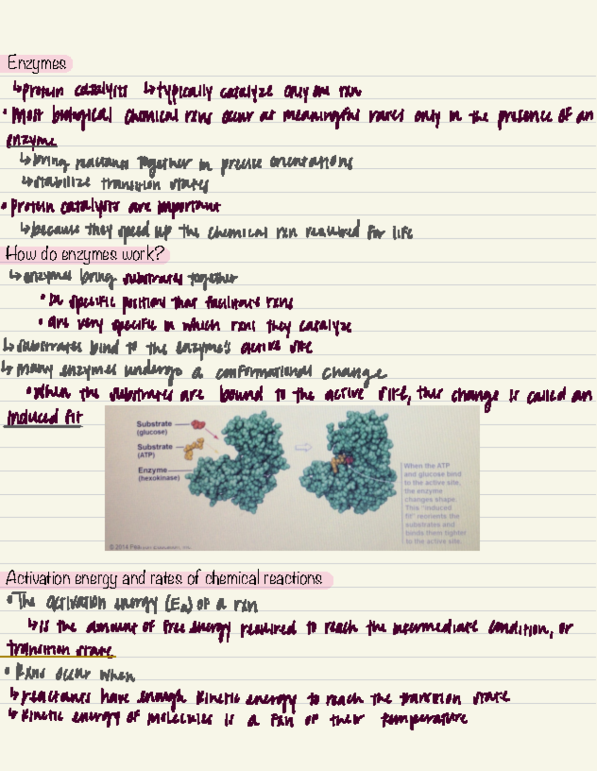 Enzymes - Biology 160 - ####### Enzymes ####### How do enzymes work ...
