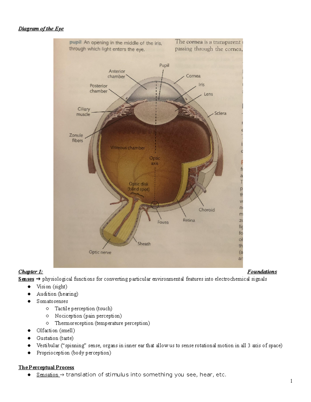 PSY 323 Midterm EXAM - Diagram of the Eye Chapter 1: Foundations Senses ...
