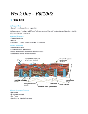 BM1022 test 1 with answers - BM1022 Physiological systems and processes ...