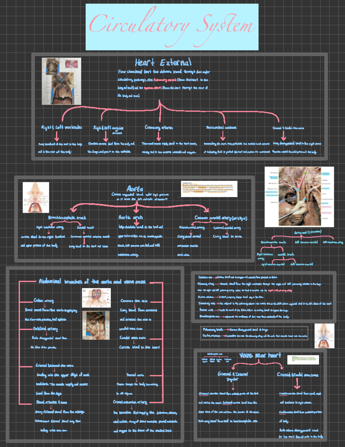 BIO 109L Pig Dissection Circulatory System - Heart External Four ...