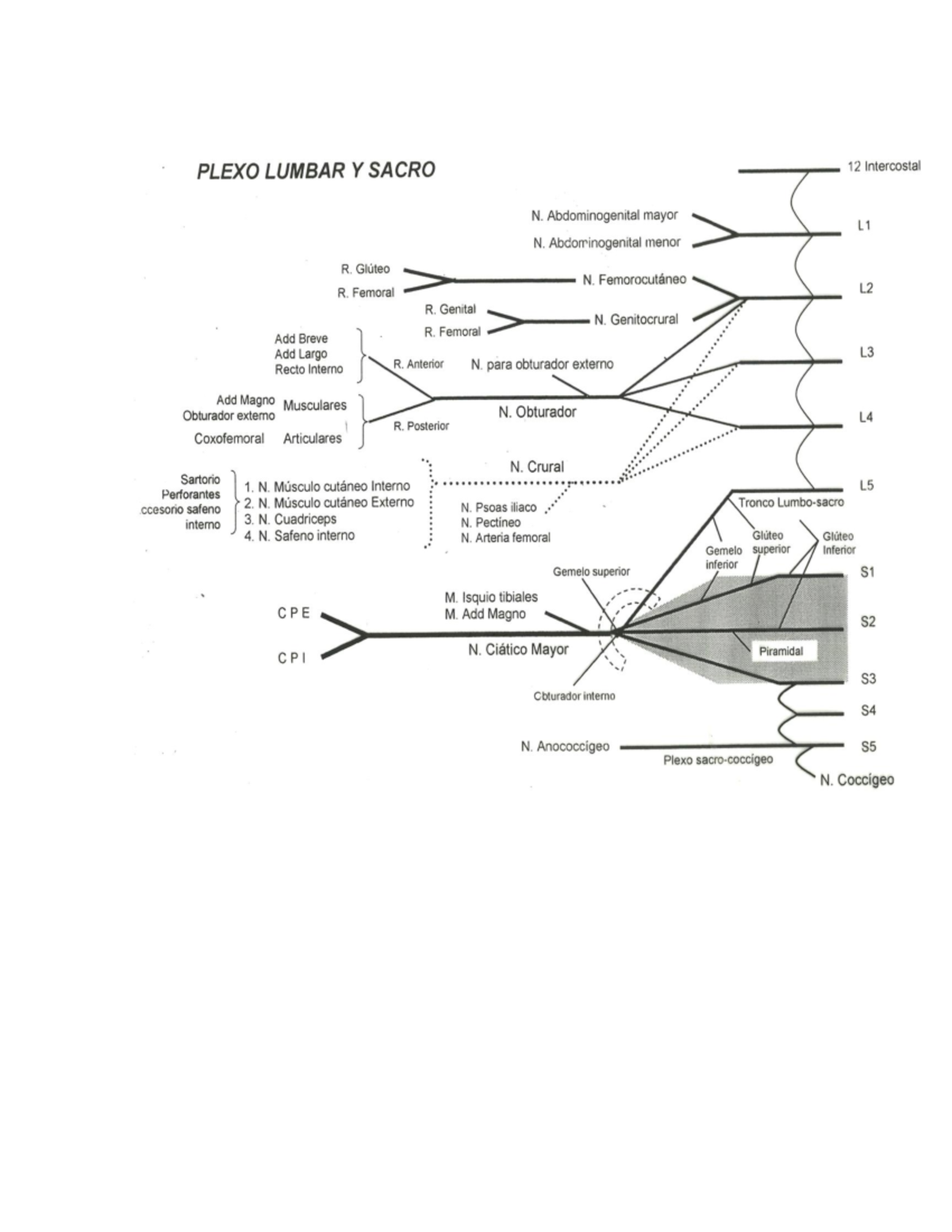 Plexo lumbo sacro - guia - PLEXO LUMBAR Y SACRO 12 Intercostal N ...