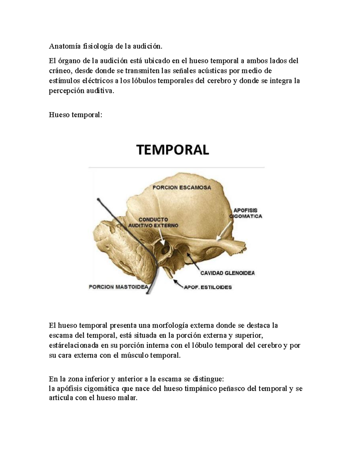 Anatomía fisiología de la audición - El órgano de la audición está ...