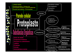 Anatomia Vegetal Material Complementar 5 - 1 Instituto de Ciências ...
