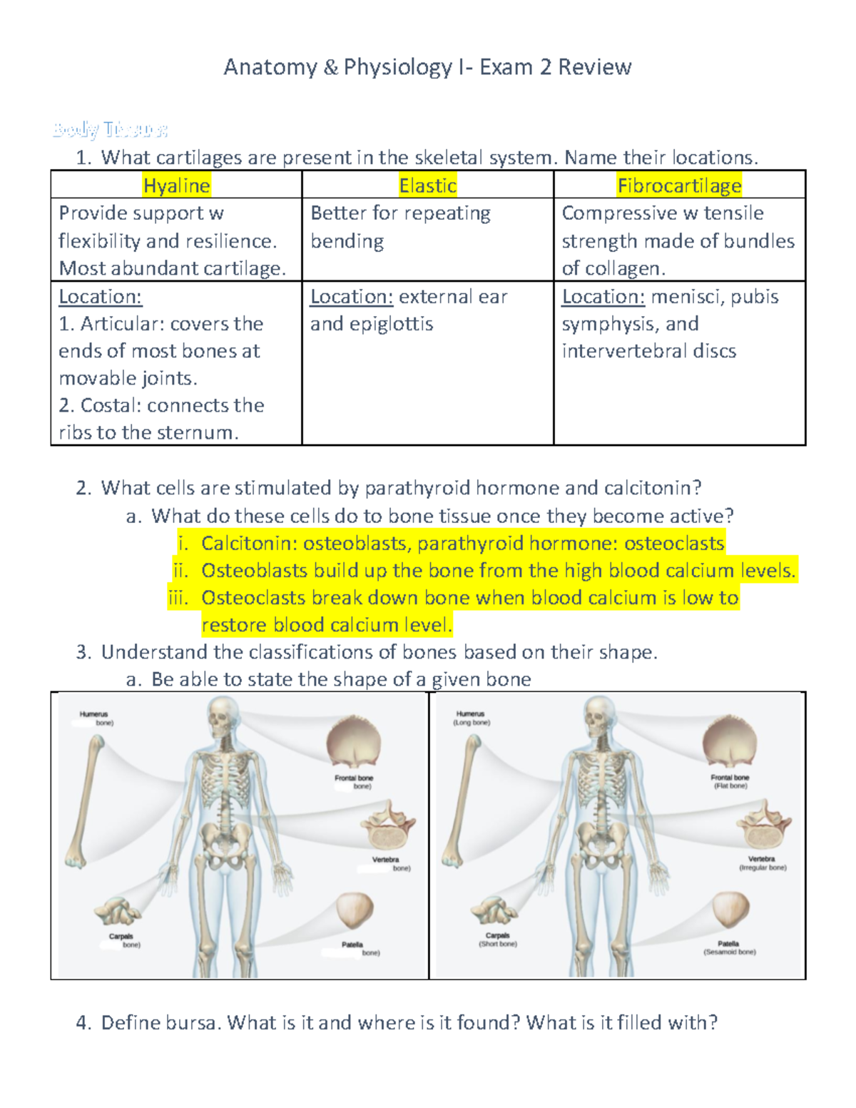 AP Practical 2 Study Guide - Anatomy & Physiology I- Exam 2 Review What ...