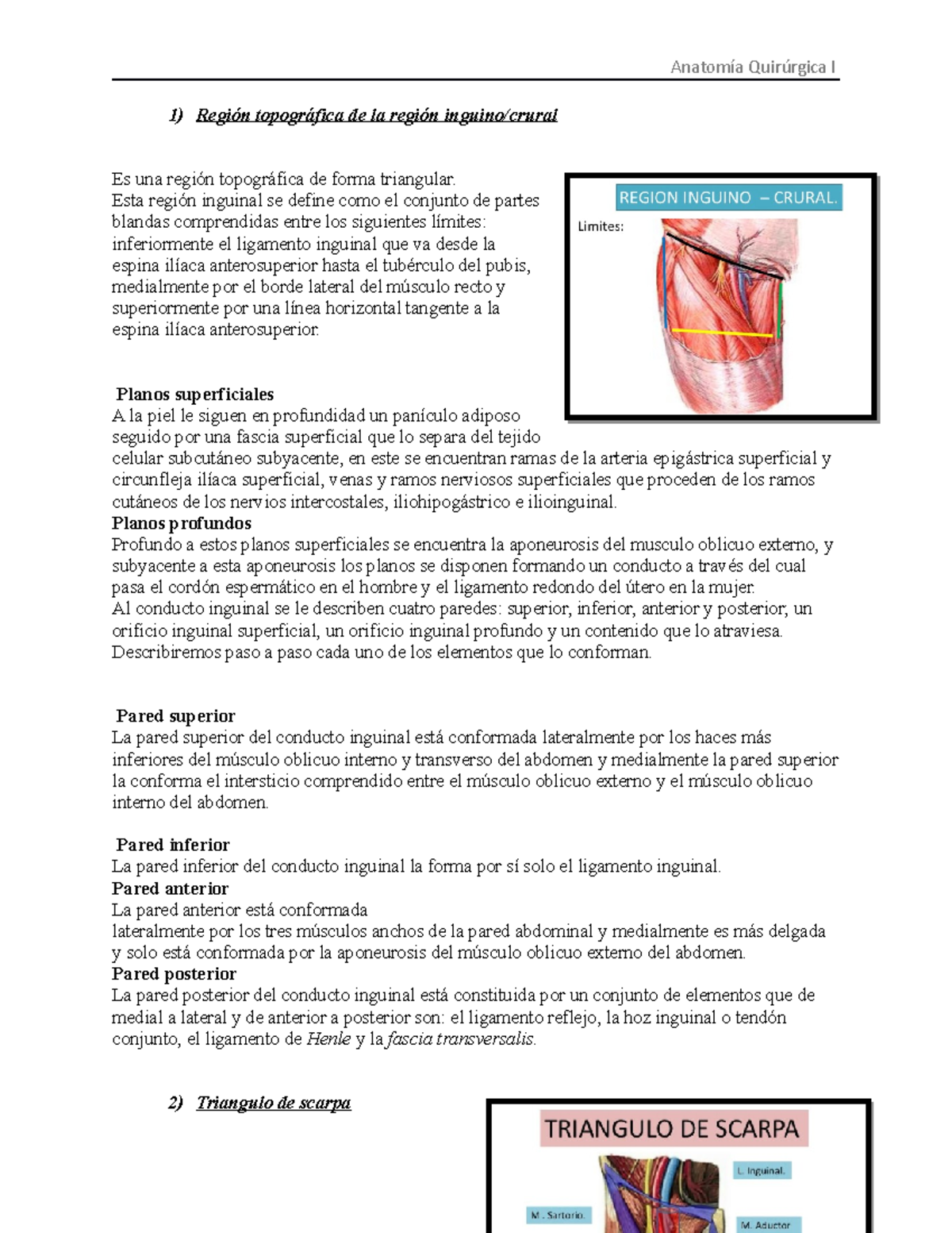 Anato Quirurgica - region inguinal - ANATOMIA - Siglo 21 - Studocu