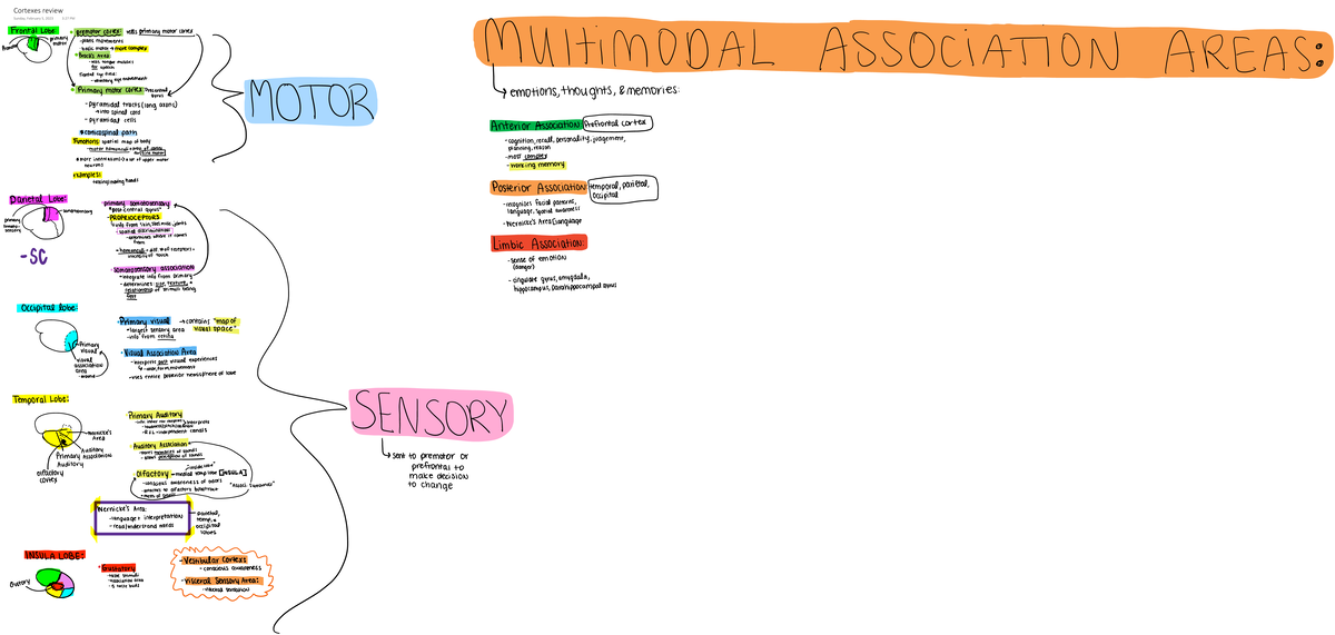 Cortexes review - Cortex function and location - EXSC 224 - Cortexes ...