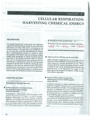 BIO 113 LAB Final Review - LAB FINAL REVIEW Your lab final will assess ...