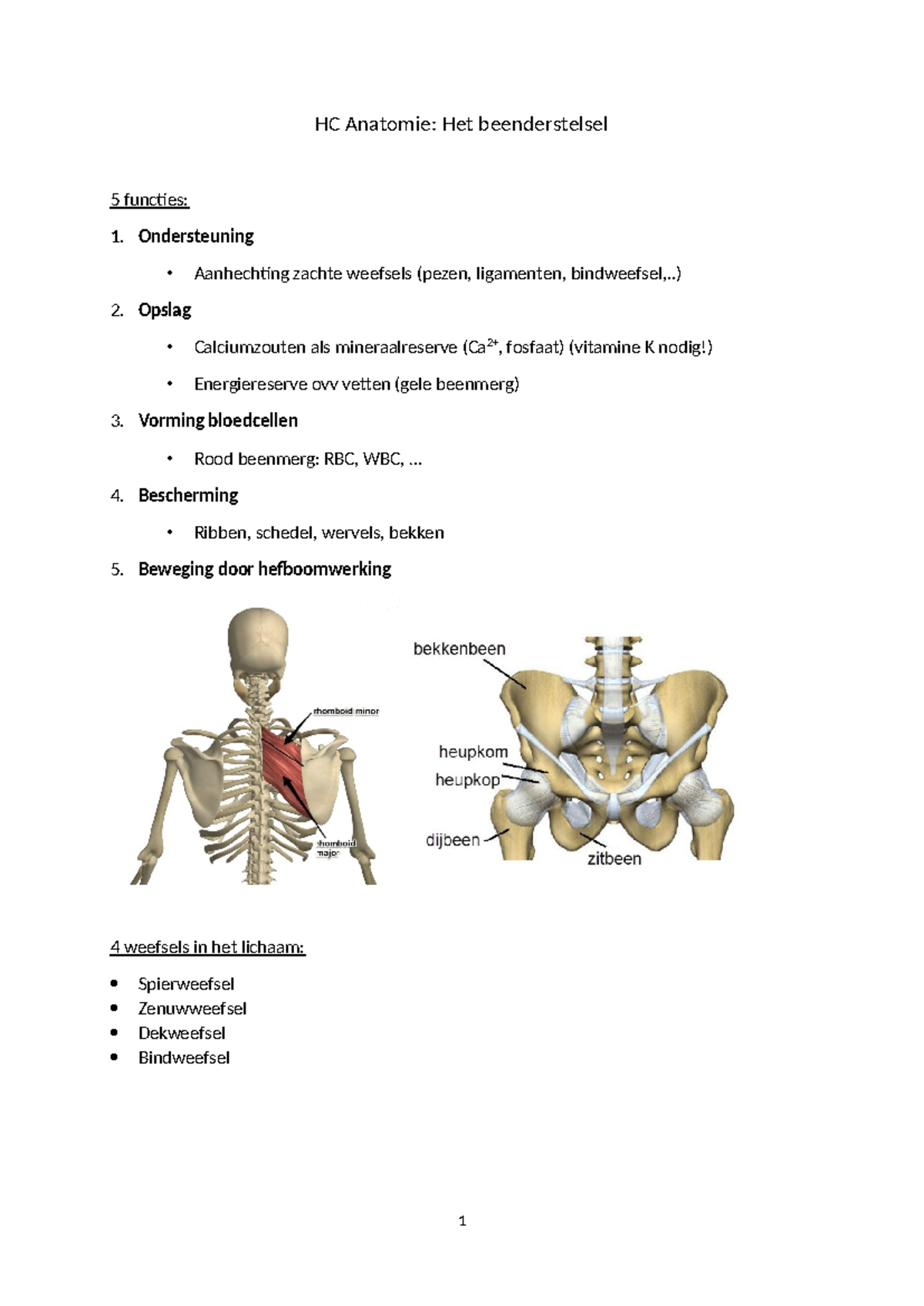 HC Anatomie - /// - HC Anatomie: Het beenderstelsel 5 functies: 1 ...