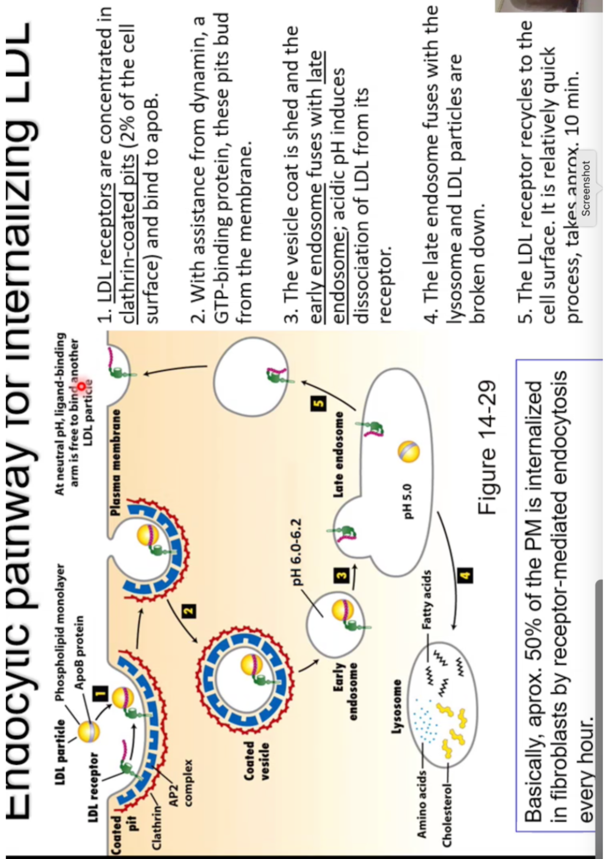 LDL receptor summary - Enaocytic patnway TOR internalizing LUL LDL ...
