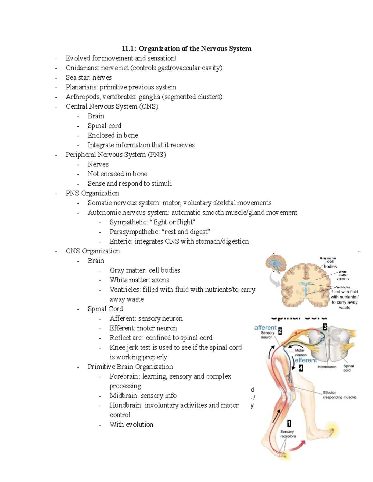 Module 11 Notes (nervous system) - 11: Organization of the Nervous ...