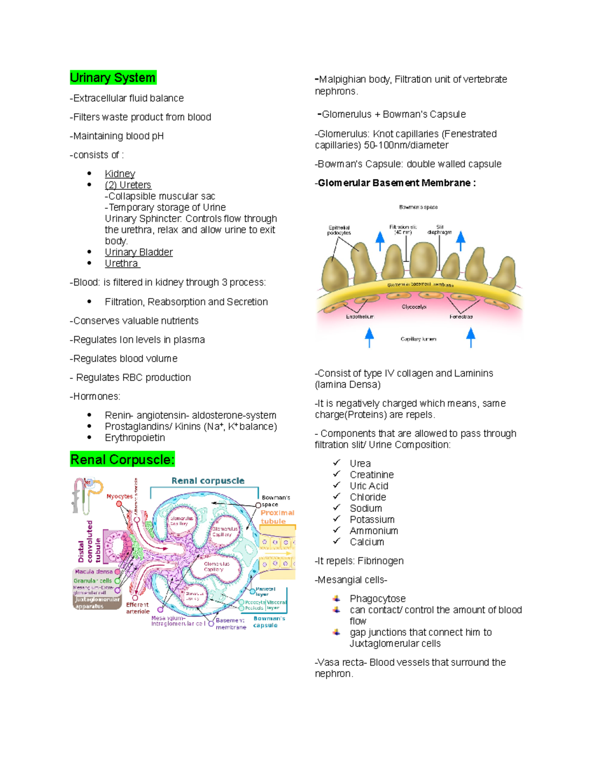 Urinary System - Lecture notes 1 - Urinary System -Extracellular fluid ...