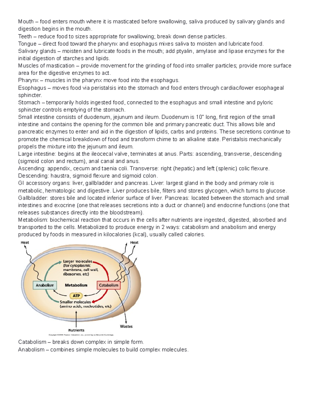 Ch. 44 - Study - Mouth – food enters mouth where it is masticated ...