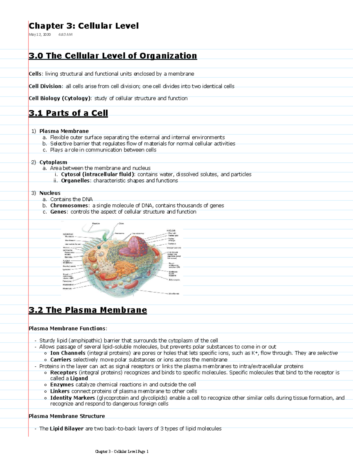 Chapter 3 - 3 The Cellular Level of Organization Cells: living ...