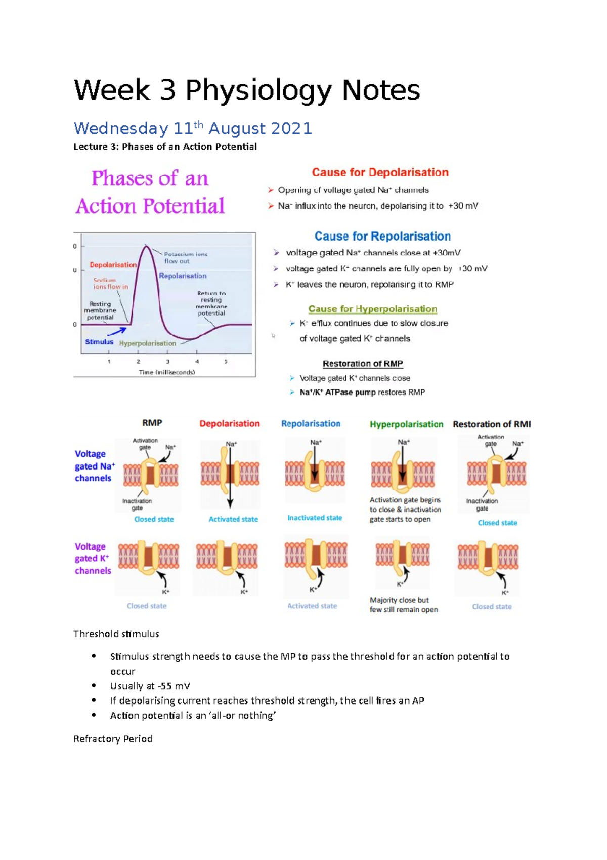 Phases of an Action Potential - Week 3 Physiology Notes Wednesday 11th ...