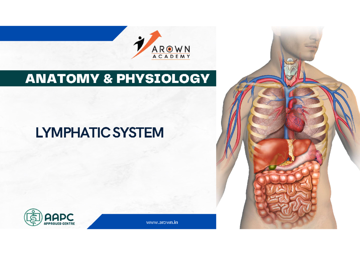 Lymphatic System 2023 - LYMPHATIC SYSTEM ANATOMY & PHYSIOLOGY Lymphatic ...