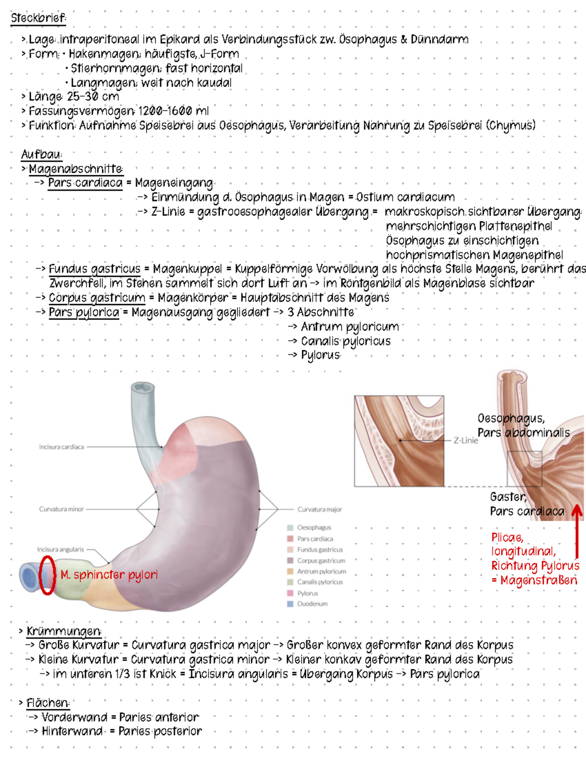 Magen - Innere Organe - Steckbrief: Lage: intraperitoneal im Epikard ...