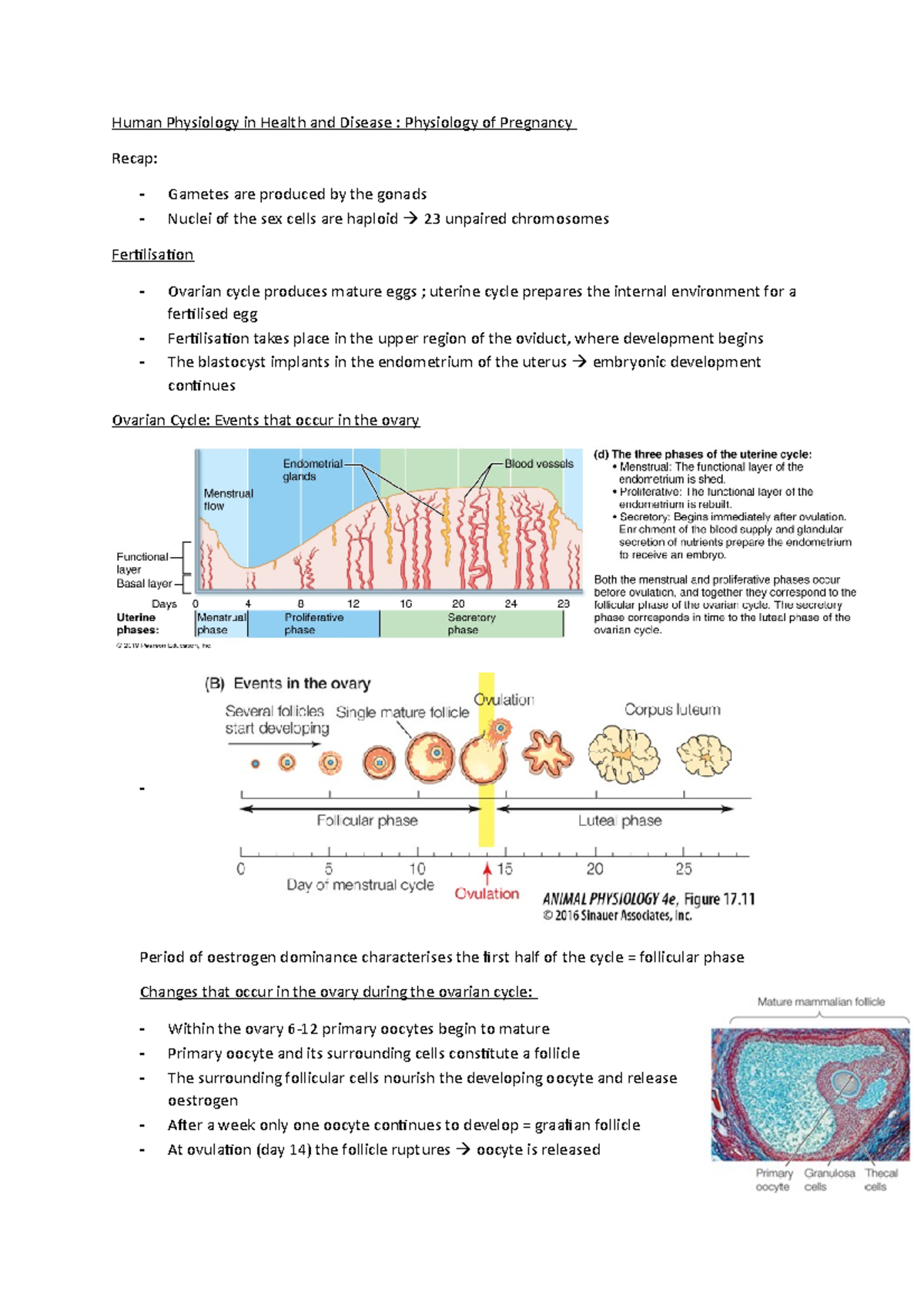 Physiology of Pregnancy - Human Physiology in Health and Disease ...