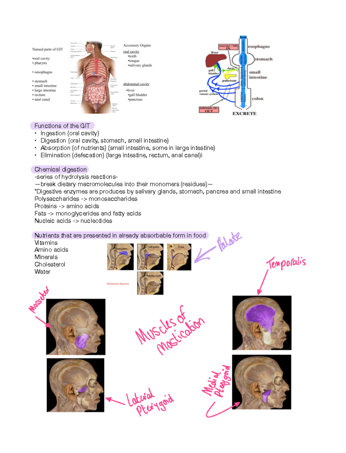 Mhs1102 digestive system - Functions of the GIT • Ingestion {oral ...