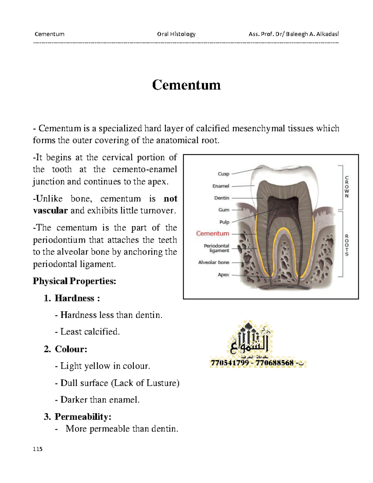 Cementum - LECTURED - Cementum Cementum is a specialized hard layer of ...