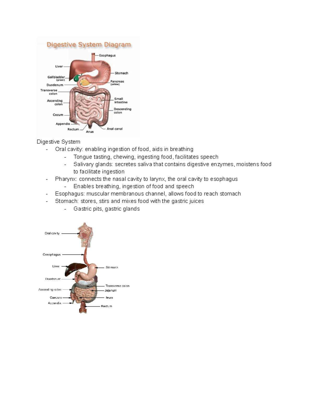 Digestive System Part 1 - Digestive System - Oral cavity: enabling ...